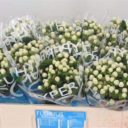 Hypericum Coco Uno 50cm | Wholesale Dutch Flowers & Florist Supplies UK