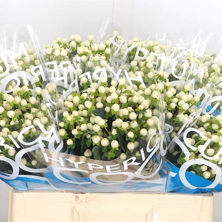 Hypericum Coco Uno 60cm | Wholesale Dutch Flowers & Florist Supplies UK