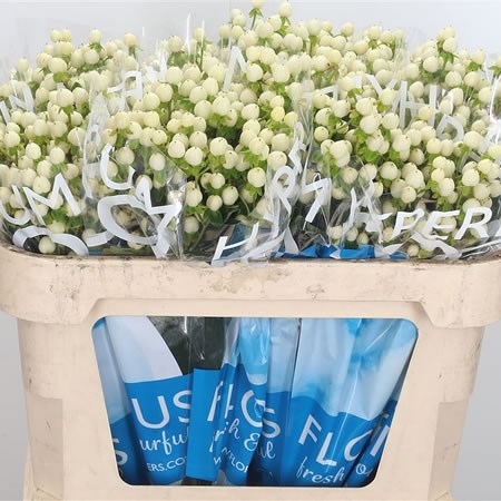 Hypericum Coco Uno 70cm | Wholesale Dutch Flowers & Florist Supplies UK