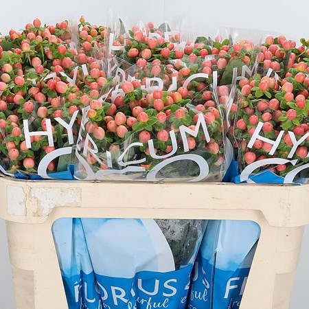 Hypericum Coco Yoko 70cm | Wholesale Dutch Flowers & Florist Supplies UK