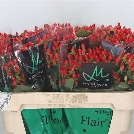 Hypericum Fire Flair 70cm | Wholesale Dutch Flowers & Florist Supplies UK