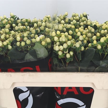 Hypericum Hipster 70cm | Wholesale Dutch Flowers & Florist Supplies UK