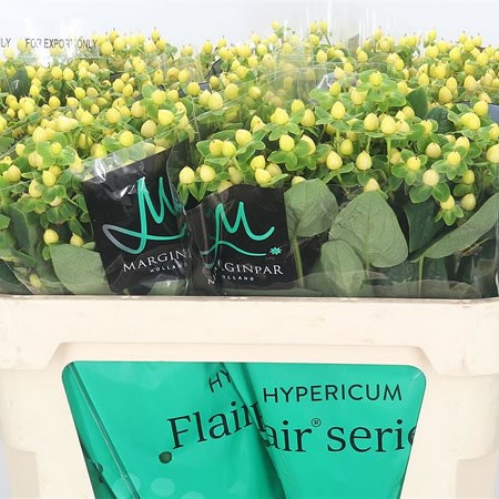 Hypericum Ivory Flair 70cm | Wholesale Dutch Flowers & Florist Supplies UK