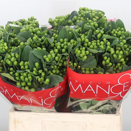 Hypericum Jungle Romance 60cm | Wholesale Dutch Flowers & Florist ...