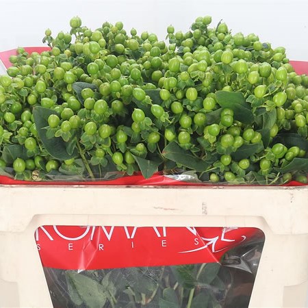 Hypericum Jungle Romance (Spray) 70cm | Wholesale Dutch Flowers ...