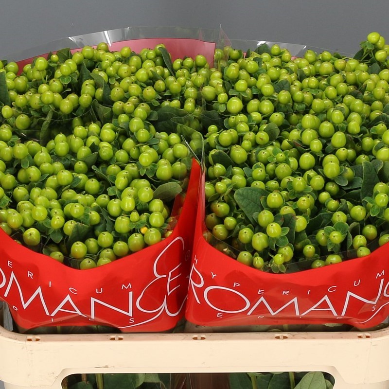 Hypericum Lucky Romance 50cm | Wholesale Dutch Flowers & Florist ...