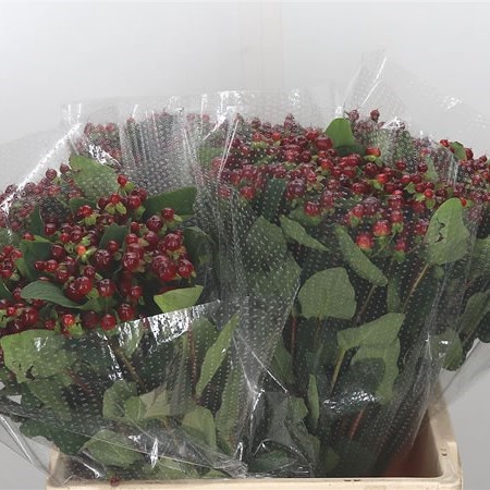 Hypericum Magical Cherry 50cm | Wholesale Dutch Flowers & Florist ...