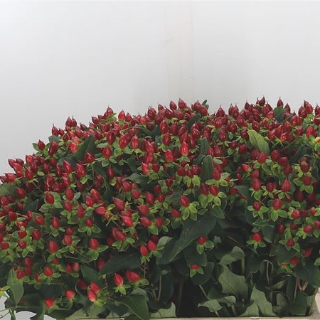Hypericum Magical Everlasting (Spray) 60cm | Wholesale Dutch Flowers ...