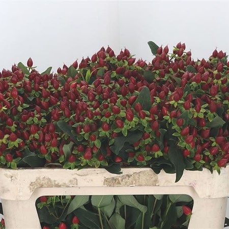 Hypericum Magical Everlasting (Spray) 70cm | Wholesale Dutch Flowers ...