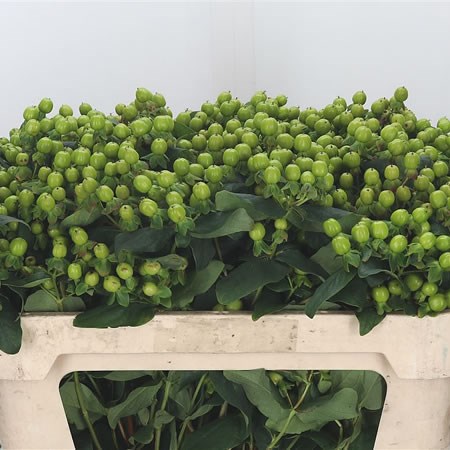 Hypericum Magical Green Power 70cm | Wholesale Dutch Flowers & Florist ...