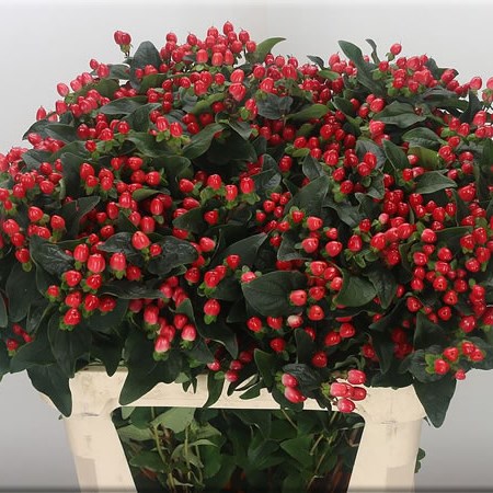 Hypericum Magical Impression (Extra) 80cm | Wholesale Dutch Flowers ...