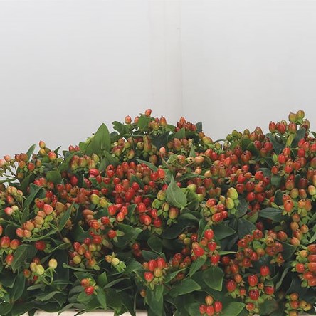 Hypericum Magical Indian Fall (Spray) 50cm | Wholesale Dutch Flowers ...