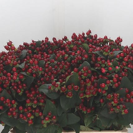 Hypericum Magical Midnight Glow 60cm | Wholesale Dutch Flowers & Florist Supplies UK