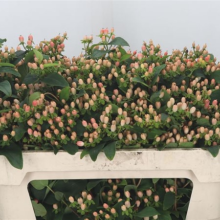 Hypericum Magical Pink Fall (Spray) 70cm | Wholesale Dutch Flowers ...