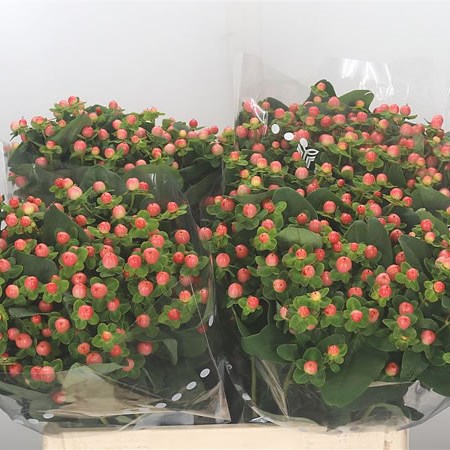 Hypericum Magical Pink Giant 50cm | Wholesale Dutch Flowers & Florist ...