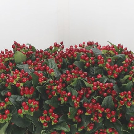 Hypericum Magical Red 50cm | Wholesale Dutch Flowers & Florist Supplies UK