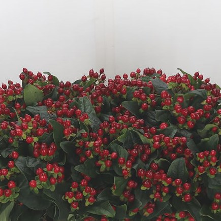Red Hypericum