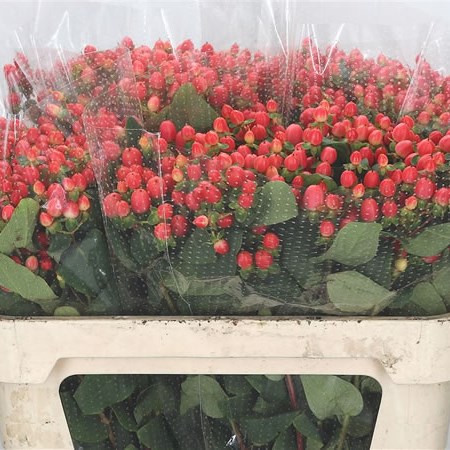 Hypericum Magical Royal Princess 70cm | Wholesale Dutch Flowers ...