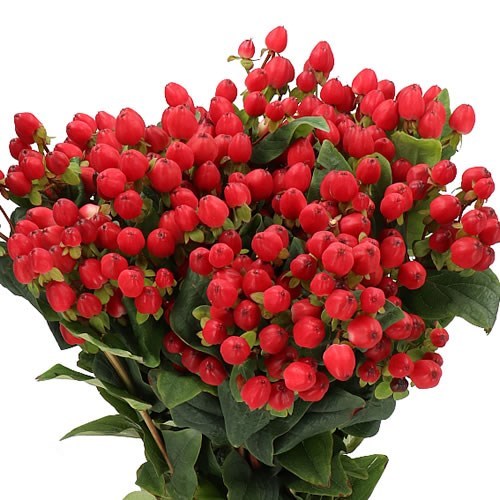 Hypericum Magical Triumph 40cm | Wholesale Dutch Flowers & Florist ...