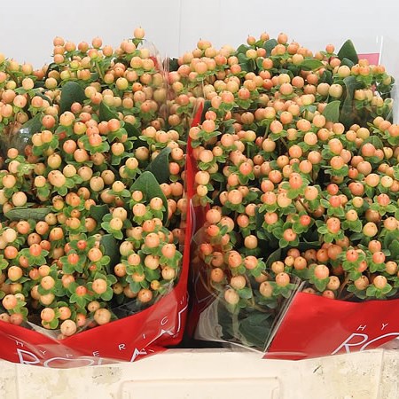 Hypericum Mellow Romance 55cm | Wholesale Dutch Flowers & Florist ...