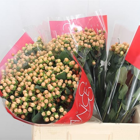 Hypericum Mellow Romance 60cm | Wholesale Dutch Flowers & Florist Supplies UK