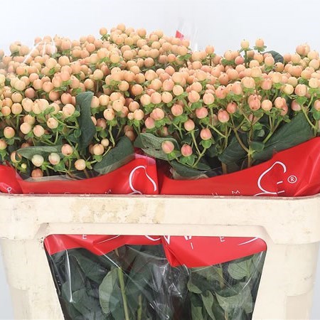 Hypericum Mellow Romance 60cm | Wholesale Dutch Flowers & Florist Supplies UK