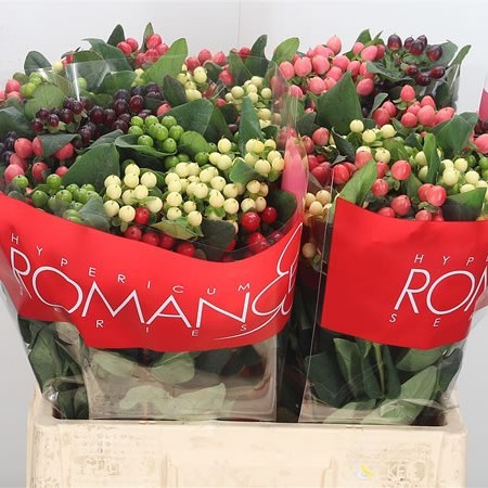 Hypericum Rainbow Romance Mix 50cm | Wholesale Dutch Flowers & Florist ...