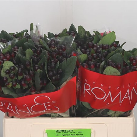 Hypericum Rocky Romance 55cm | Wholesale Dutch Flowers & Florist ...