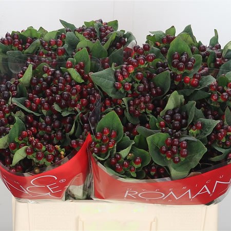 Hypericum Rocky Romance 60cm | Wholesale Dutch Flowers & Florist ...