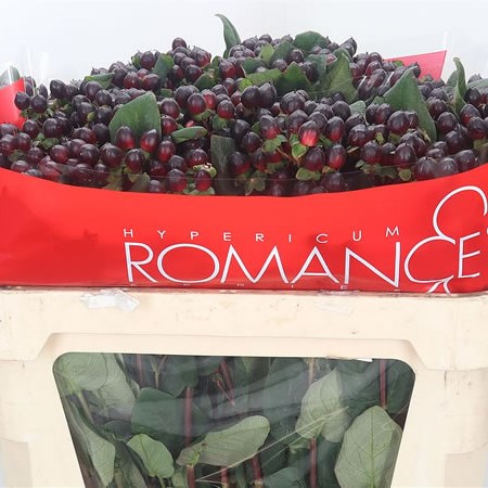 Hypericum Rocky Romance (Spray) 70cm | Wholesale Dutch Flowers ...