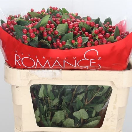 Hypericum Shiney Romance 60cm | Wholesale Dutch Flowers & Florist ...