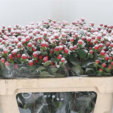 Hypericum + Snow 70cm | Wholesale Dutch Flowers & Florist Supplies UK
