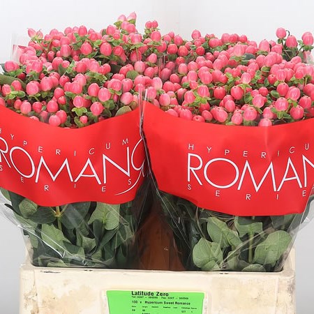 Hypericum Sweet Romance 55cm | Wholesale Dutch Flowers & Florist ...