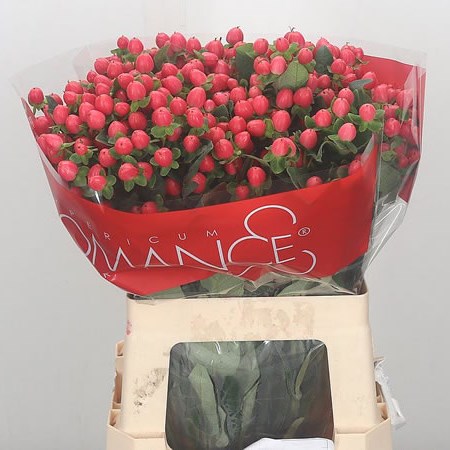 Hypericum Sweet Romance 60cm | Wholesale Dutch Flowers & Florist Supplies UK