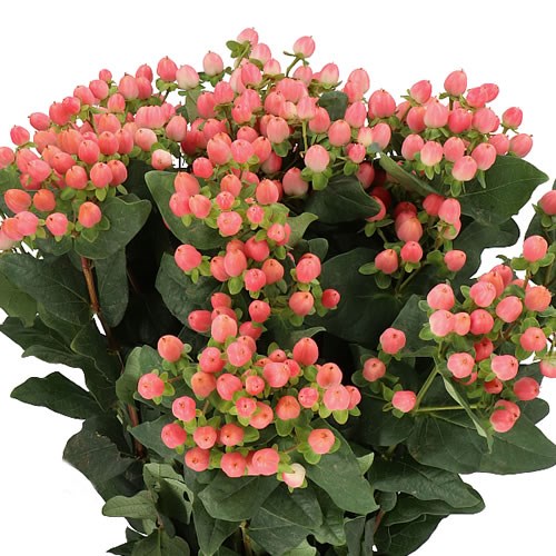 Hypericum Sweet Romance 70cm | Wholesale Dutch Flowers & Florist ...