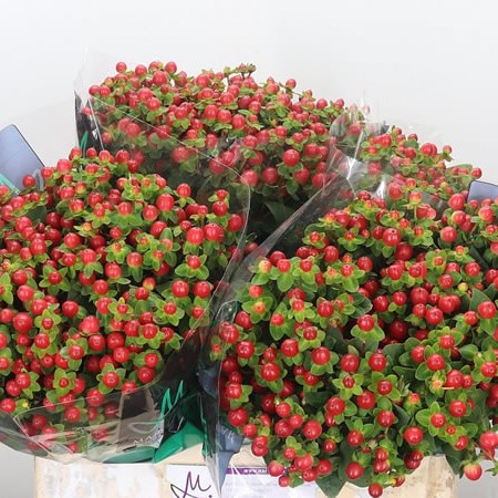 Hypericum Tomato Flair 50cm | Wholesale Dutch Flowers & Florist Supplies UK