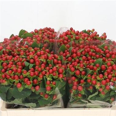 Hypericum Tomato Flair 60cm | Wholesale Dutch Flowers & Florist Supplies UK