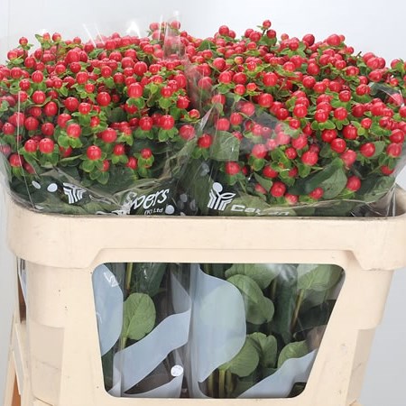 Hypericum Tomato Flair 70cm | Wholesale Dutch Flowers & Florist Supplies UK
