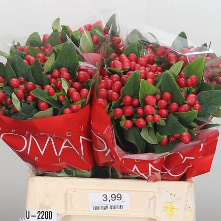 Hypericum True Romance 50cm | Wholesale Dutch Flowers & Florist Supplies UK