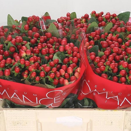 Hypericum True Romance 55cm | Wholesale Dutch Flowers & Florist Supplies UK