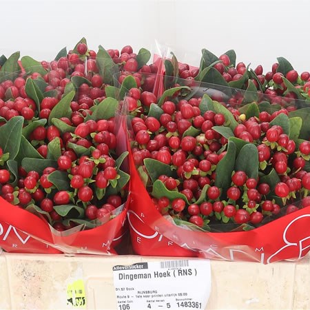 Hypericum True Romance XXL 50cm | Wholesale Dutch Flowers & Florist ...