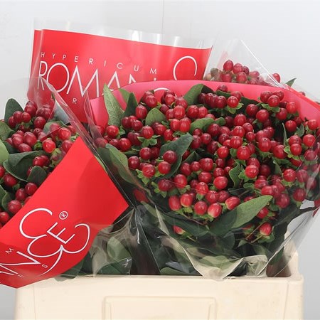 Hypericum True Romance XXL 60cm | Wholesale Dutch Flowers & Florist ...