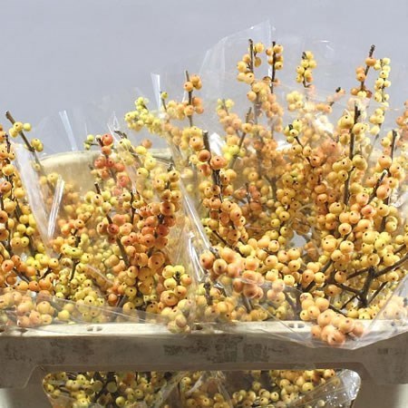 ILEX ILEXIA JULIA 70cm | Wholesale Dutch Flowers & Florist Supplies UK