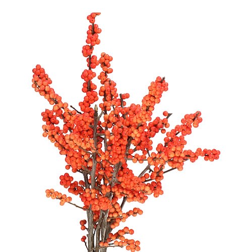 ILEX LA ORANGE 80cm | Wholesale Dutch Flowers & Florist Supplies UK