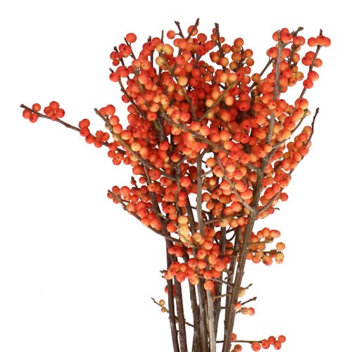 ILEX OUDIJKS ORANGE 100cm | Wholesale Dutch Flowers & Florist Supplies UK
