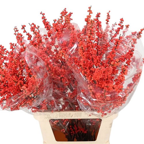 ILEX OUDIJKS ORANGE 70cm | Wholesale Dutch Flowers & Florist Supplies UK