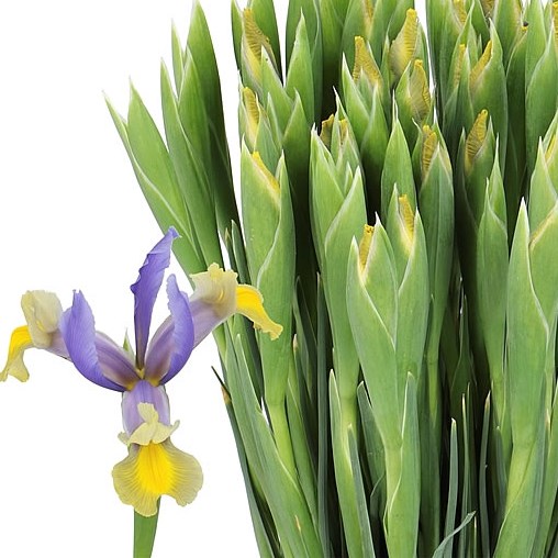 IRIS MISS SAIGON 65cm | Wholesale Dutch Flowers & Florist Supplies UK