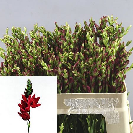 IXIA VENUS 60cm | Wholesale Dutch Flowers & Florist Supplies UK