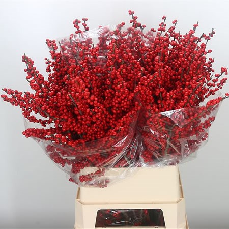 Ilex Magical Berry 100cm | Wholesale Dutch Flowers & Florist Supplies UK