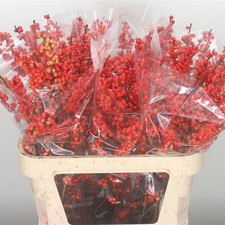 Ilex Oudendijks Orange 80cm | Wholesale Dutch Flowers & Florist Supplies UK